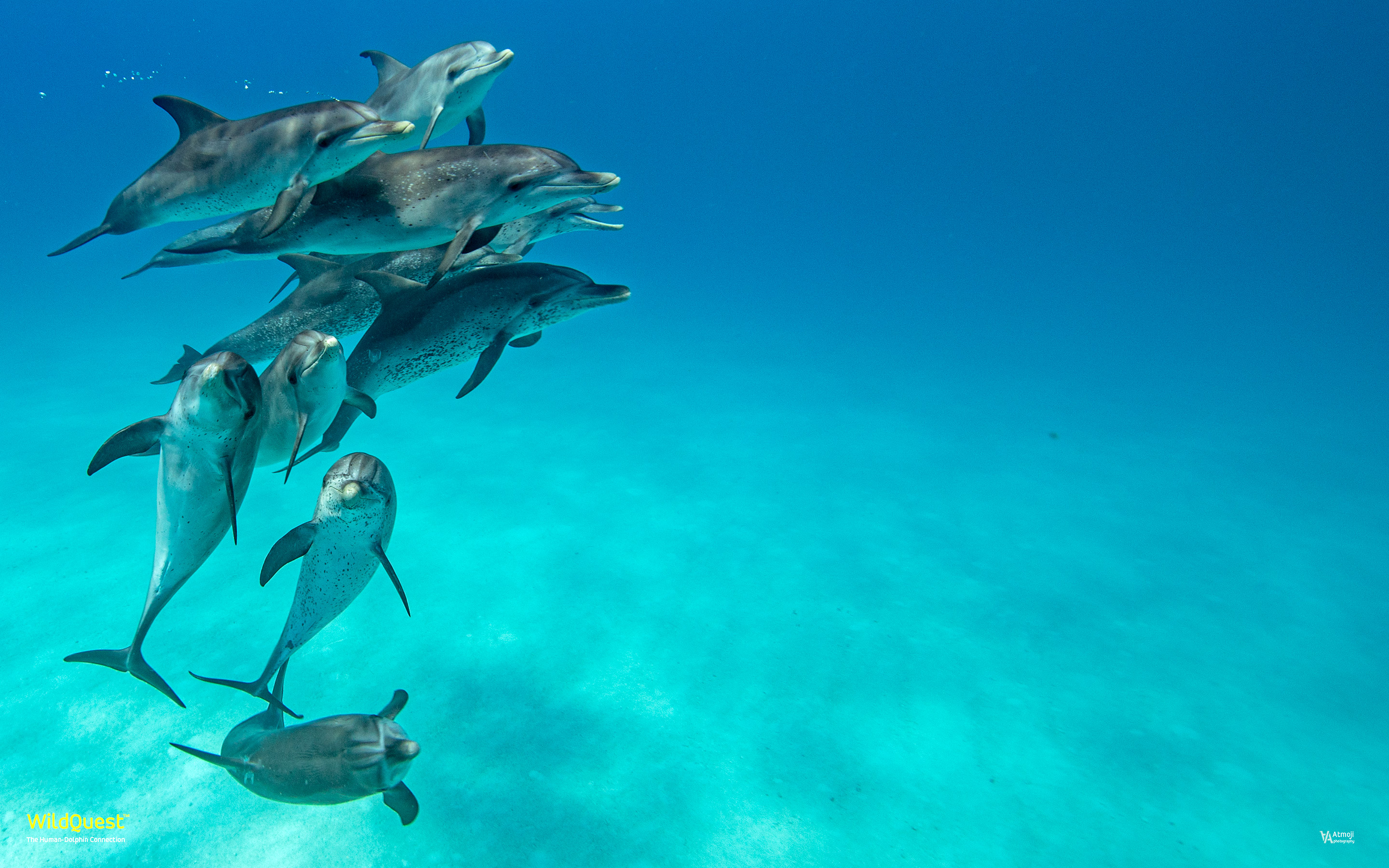 underwater dolphin Archives - WildQuest | Wild Dolphin Swims Bahamas