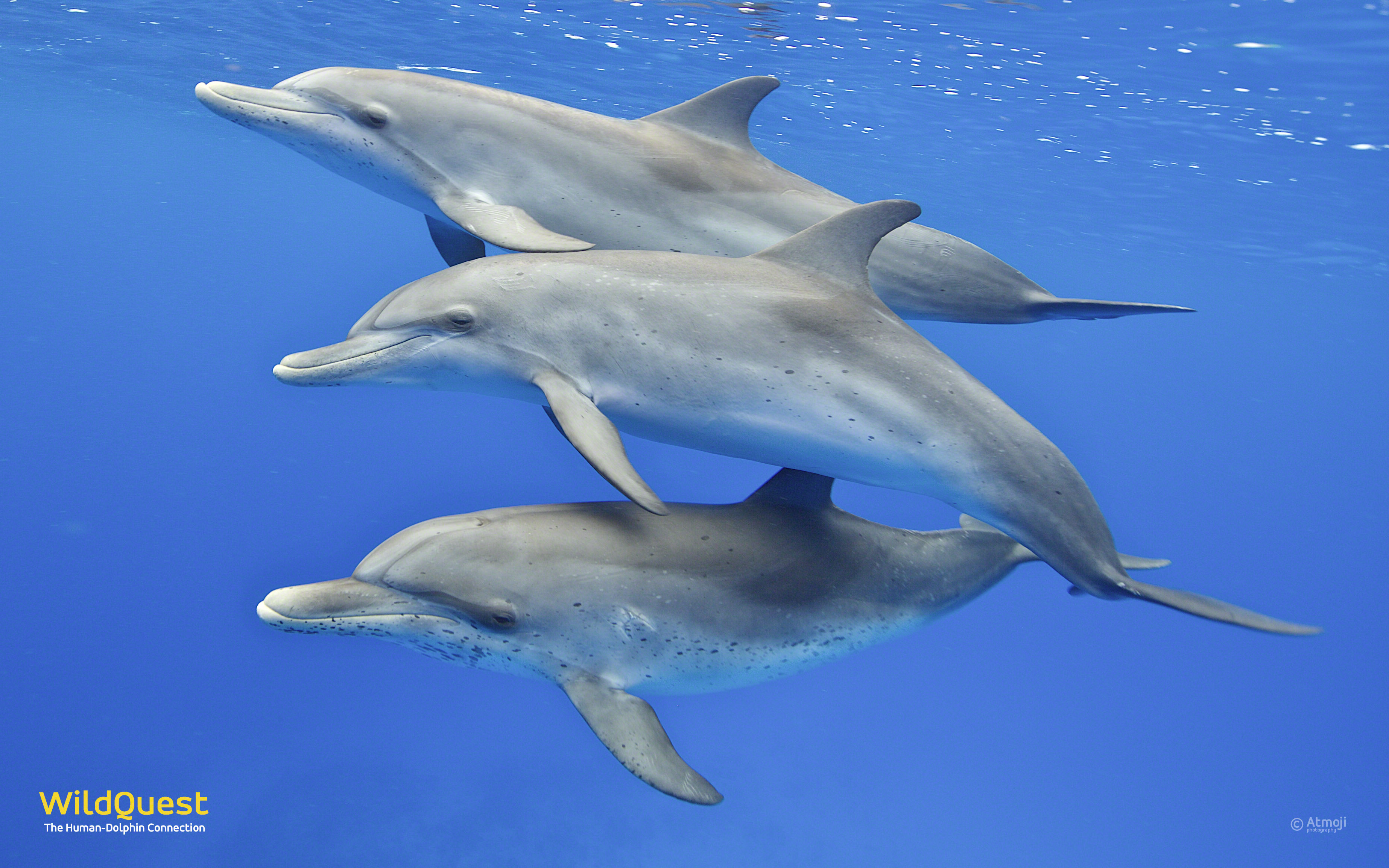 Dolphin Wallpaper | WildQuest | Wild Dolphin Swims Bahamas