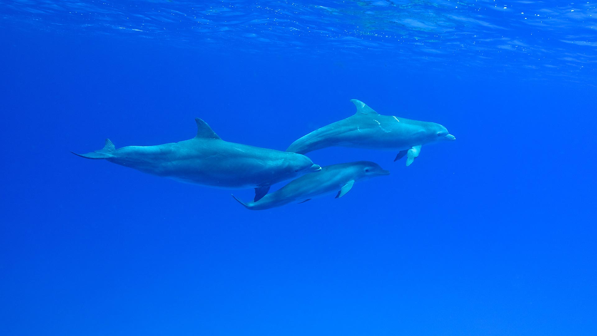Bottlenose Dolphin family - WildQuest | Wild Dolphin Swims Bahamas
