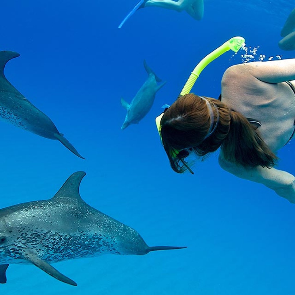 Human-Dolphin Connection - WildQuest | Wild Dolphin Swims Bahamas