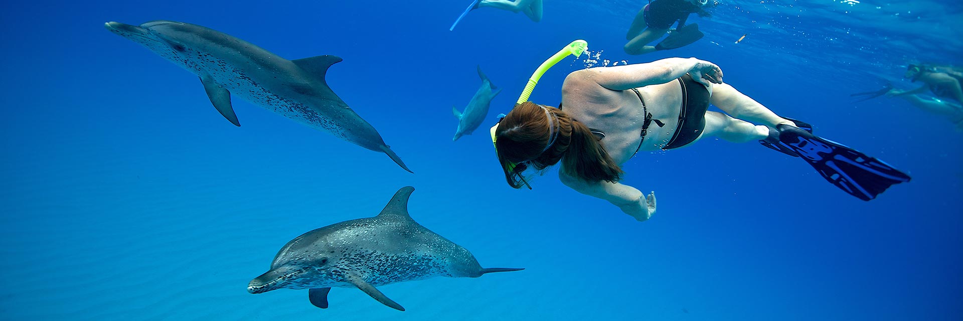 Human-Dolphin Connection - WildQuest | Wild Dolphin Swims Bahamas