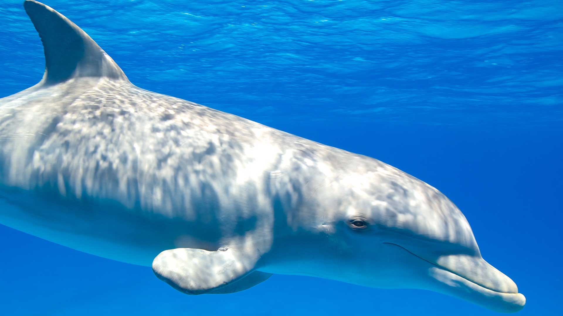 Dolphin Eyes - WildQuest | Wild Dolphin Swims Bahamas