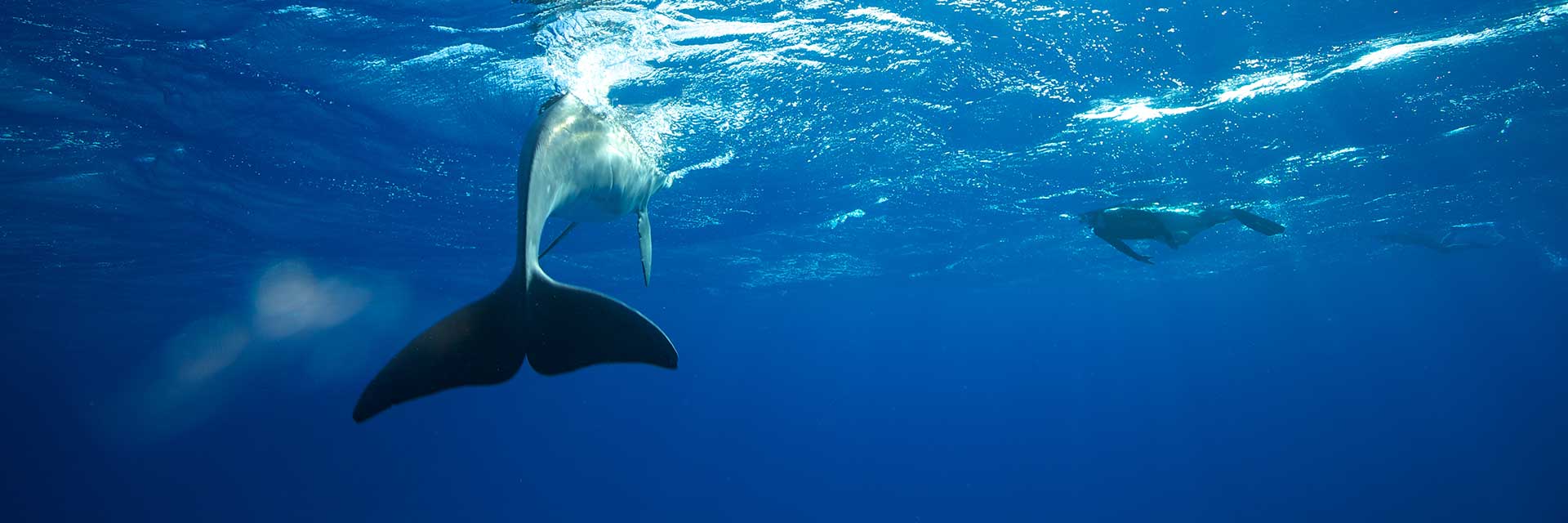 Human-Dolphin Connection - WildQuest | Wild Dolphin Swims Bahamas