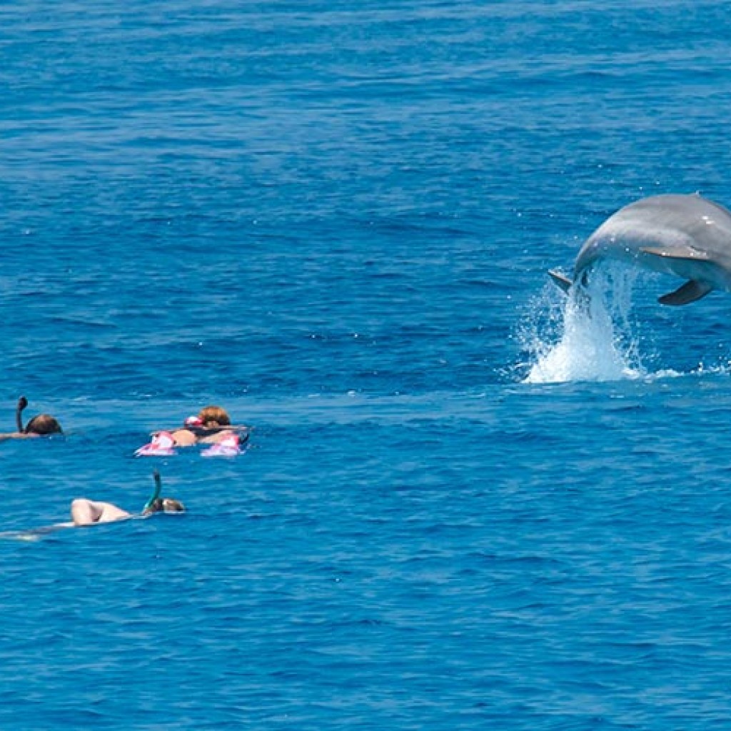 Human-Dolphin Connection - WildQuest | Wild Dolphin Swims Bahamas