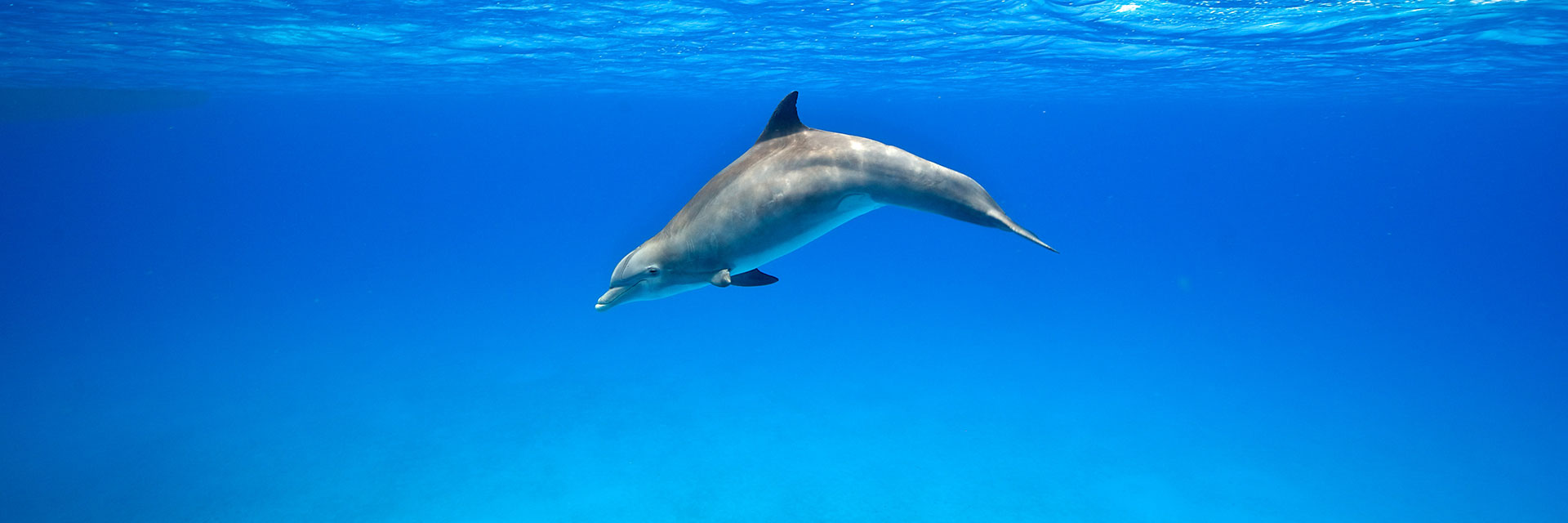 Bottlenose Dolphin - WildQuest | Wild Dolphin Swims Bahamas