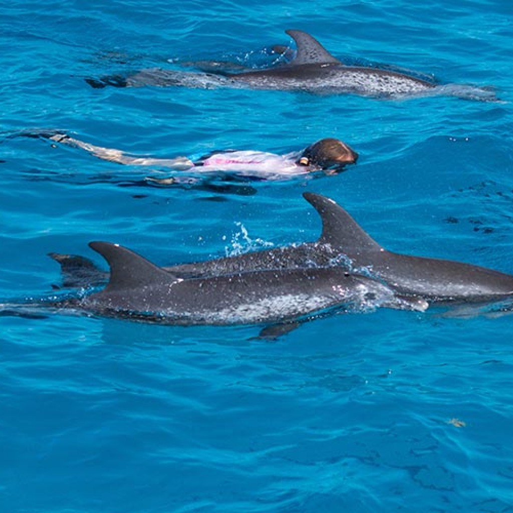 Human-Dolphin Connection - WildQuest | Wild Dolphin Swims Bahamas