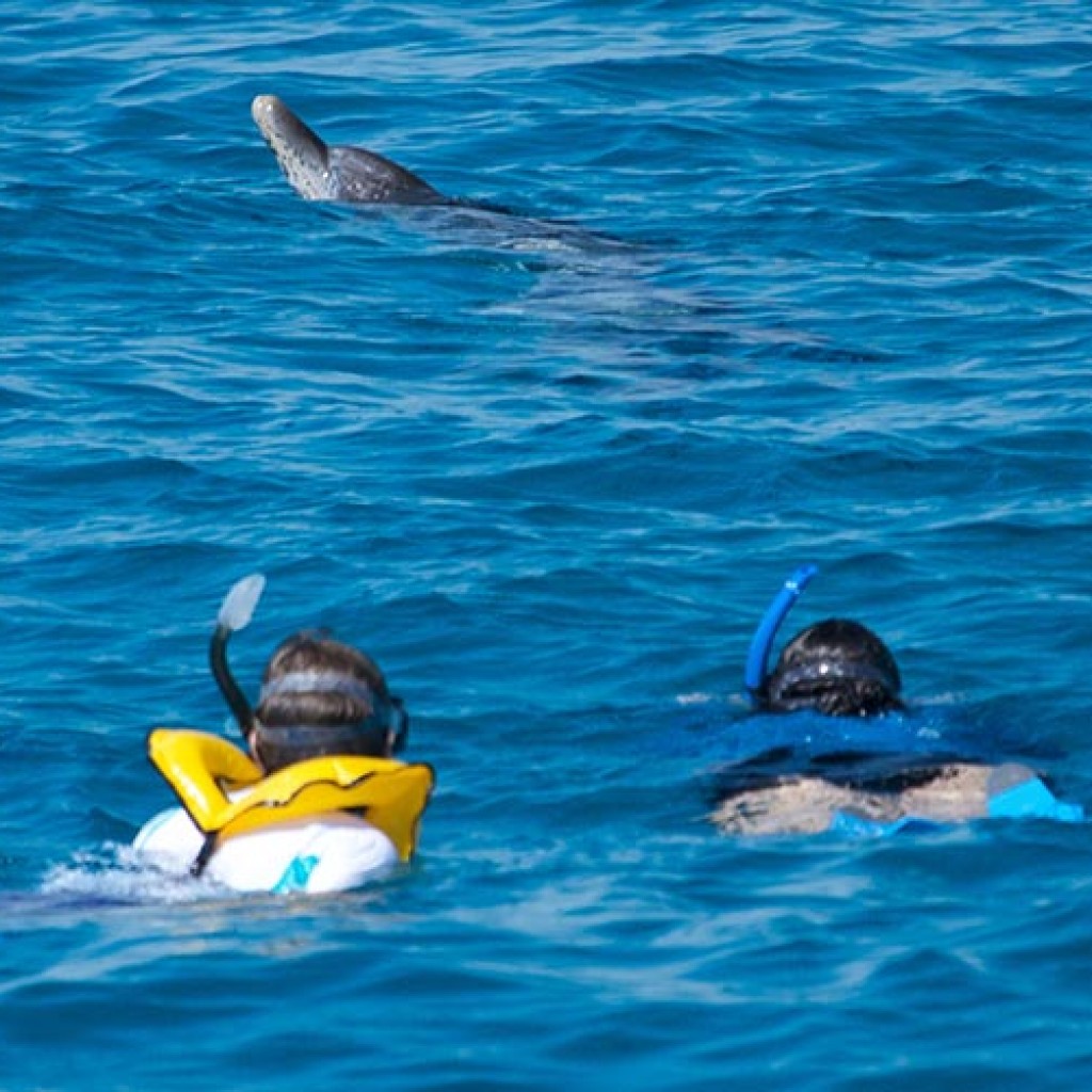 Human-Dolphin Connection - WildQuest | Wild Dolphin Swims Bahamas