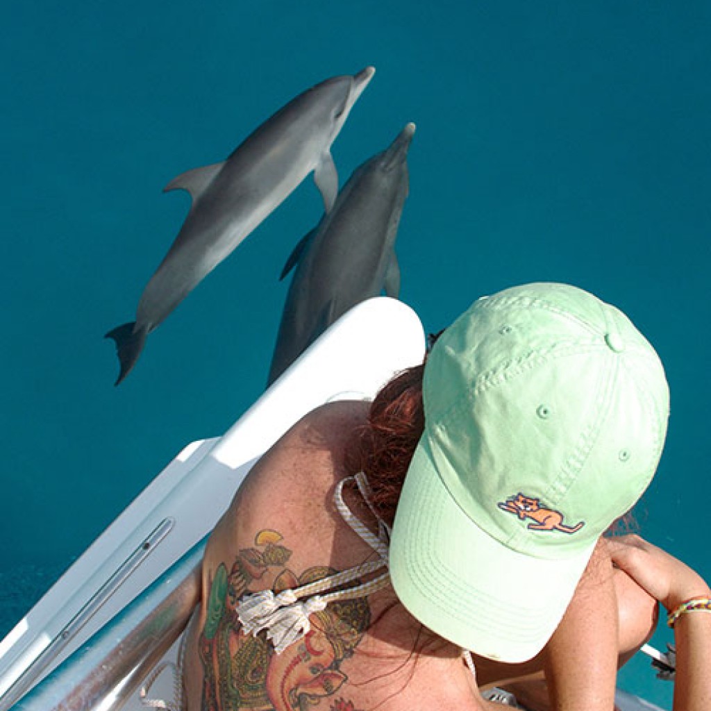 Human-Dolphin Connection - WildQuest | Wild Dolphin Swims Bahamas