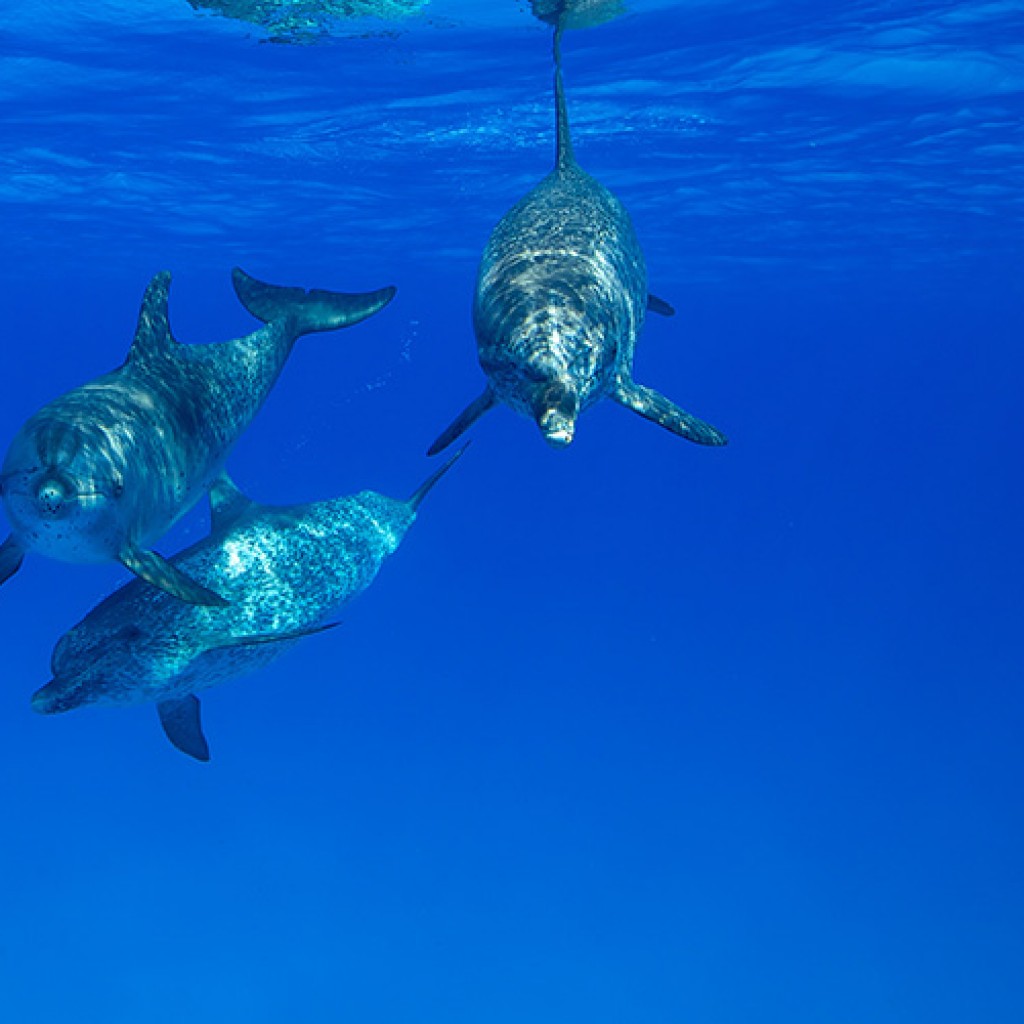 Human-Dolphin Connection - WildQuest | Wild Dolphin Swims Bahamas