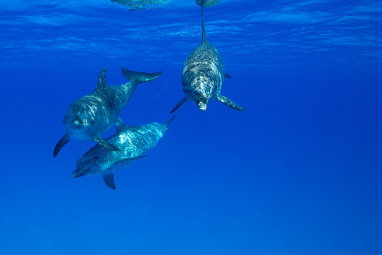 Human-Dolphin Connection - WildQuest | Wild Dolphin Swims Bahamas