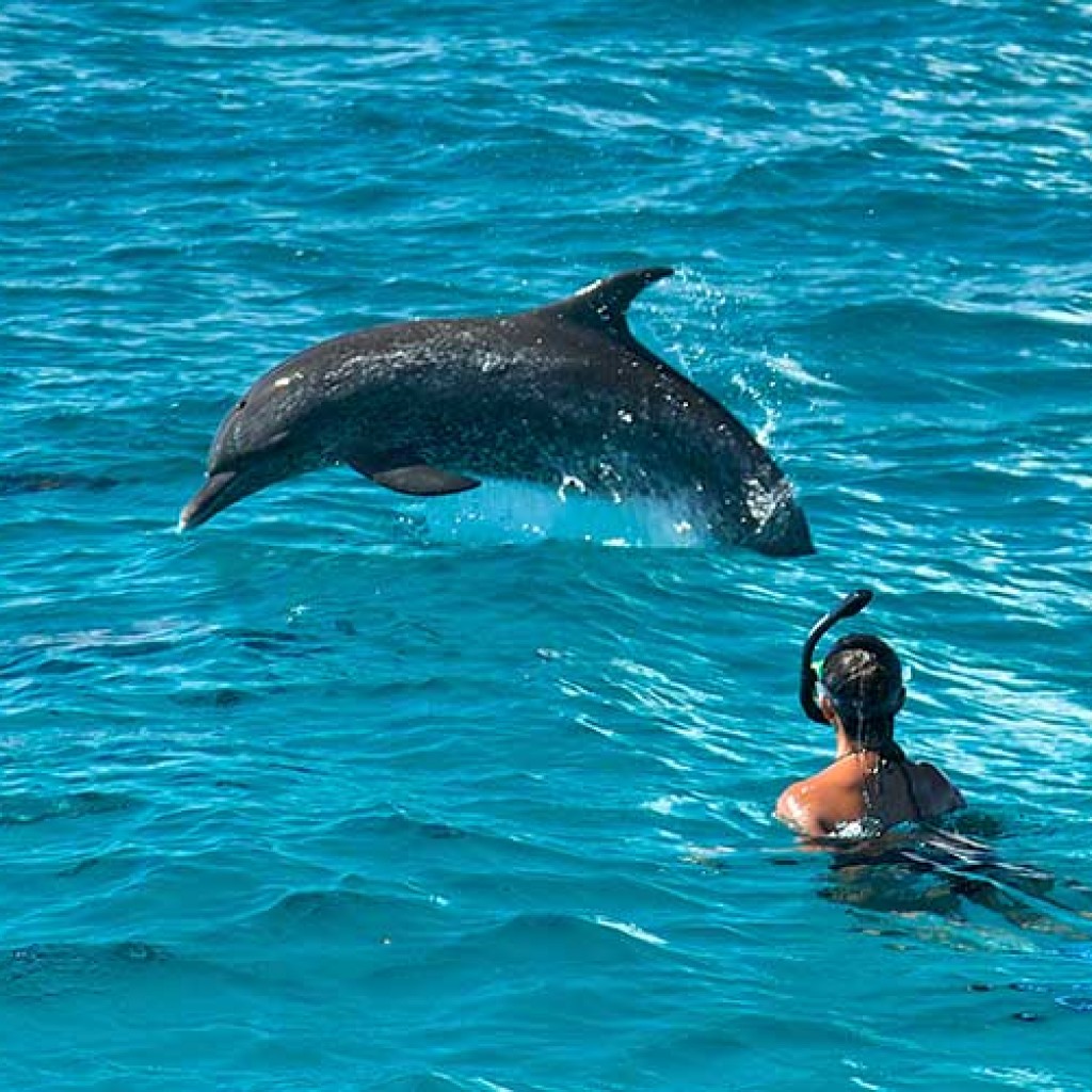 Human-Dolphin Connection - WildQuest | Wild Dolphin Swims Bahamas