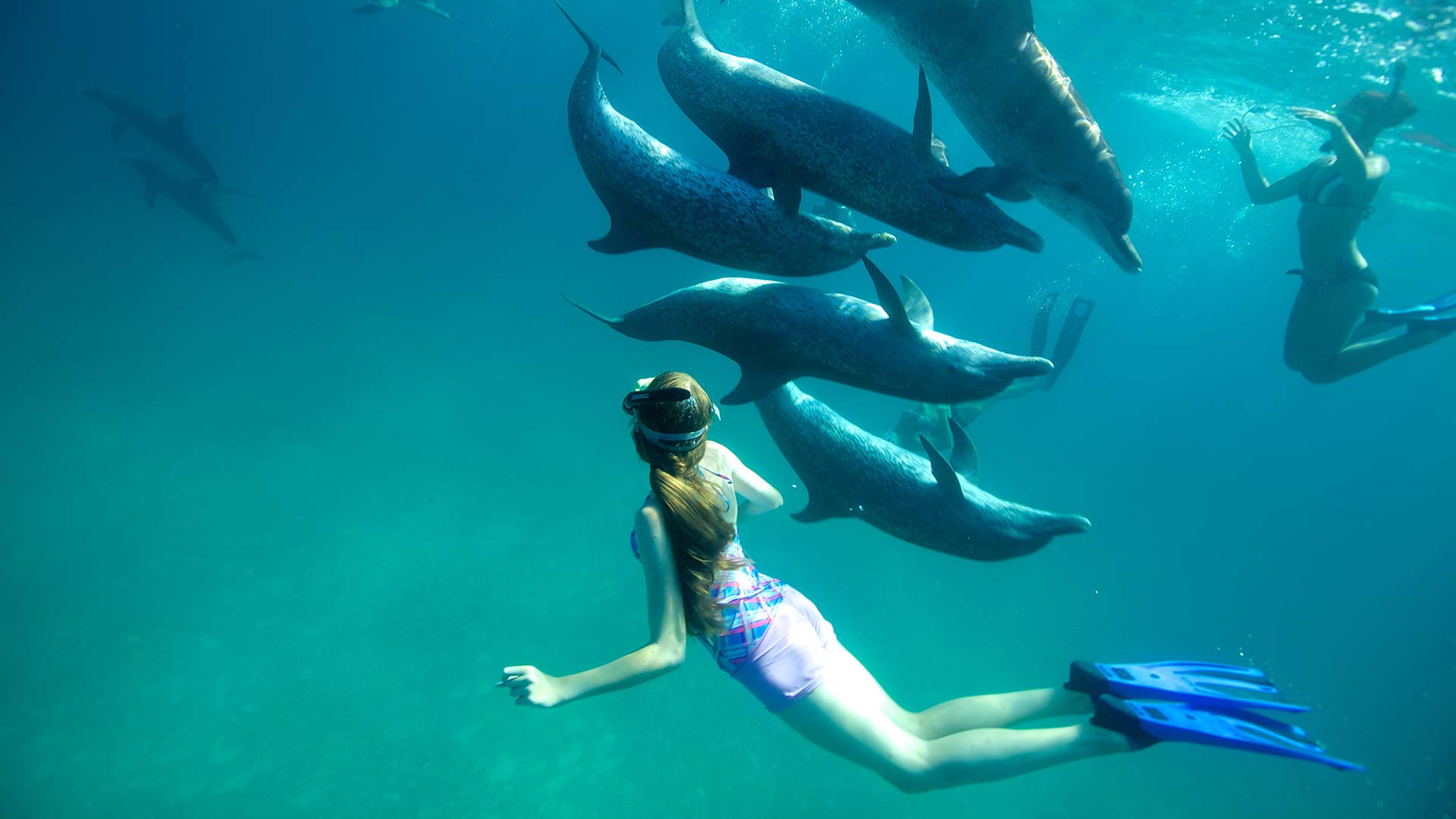Dolphin Dance - WildQuest | Wild Dolphin Swims Bahamas