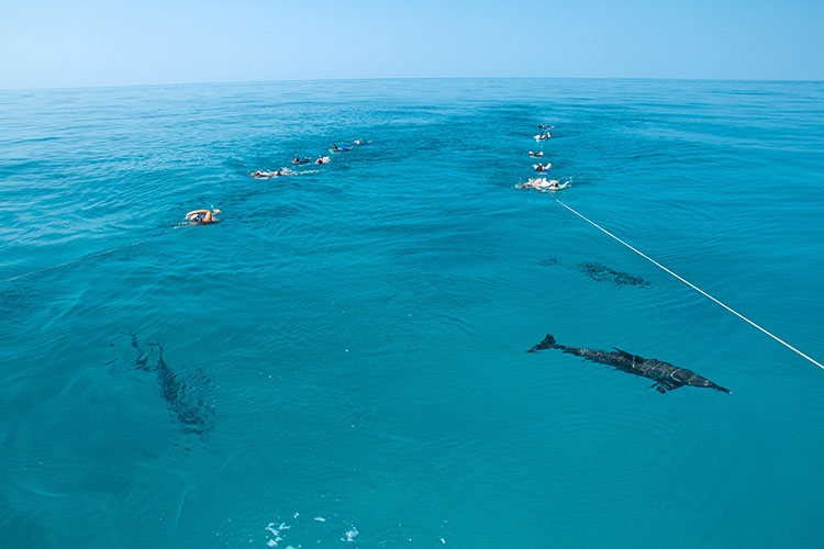 Schedule Dolphin Dates | WildQuest | Wild Dolphin Swims Bahamas