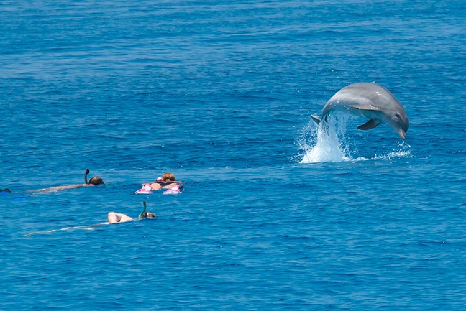 Schedule Dolphin Dates | WildQuest | Wild Dolphin Swims Bahamas