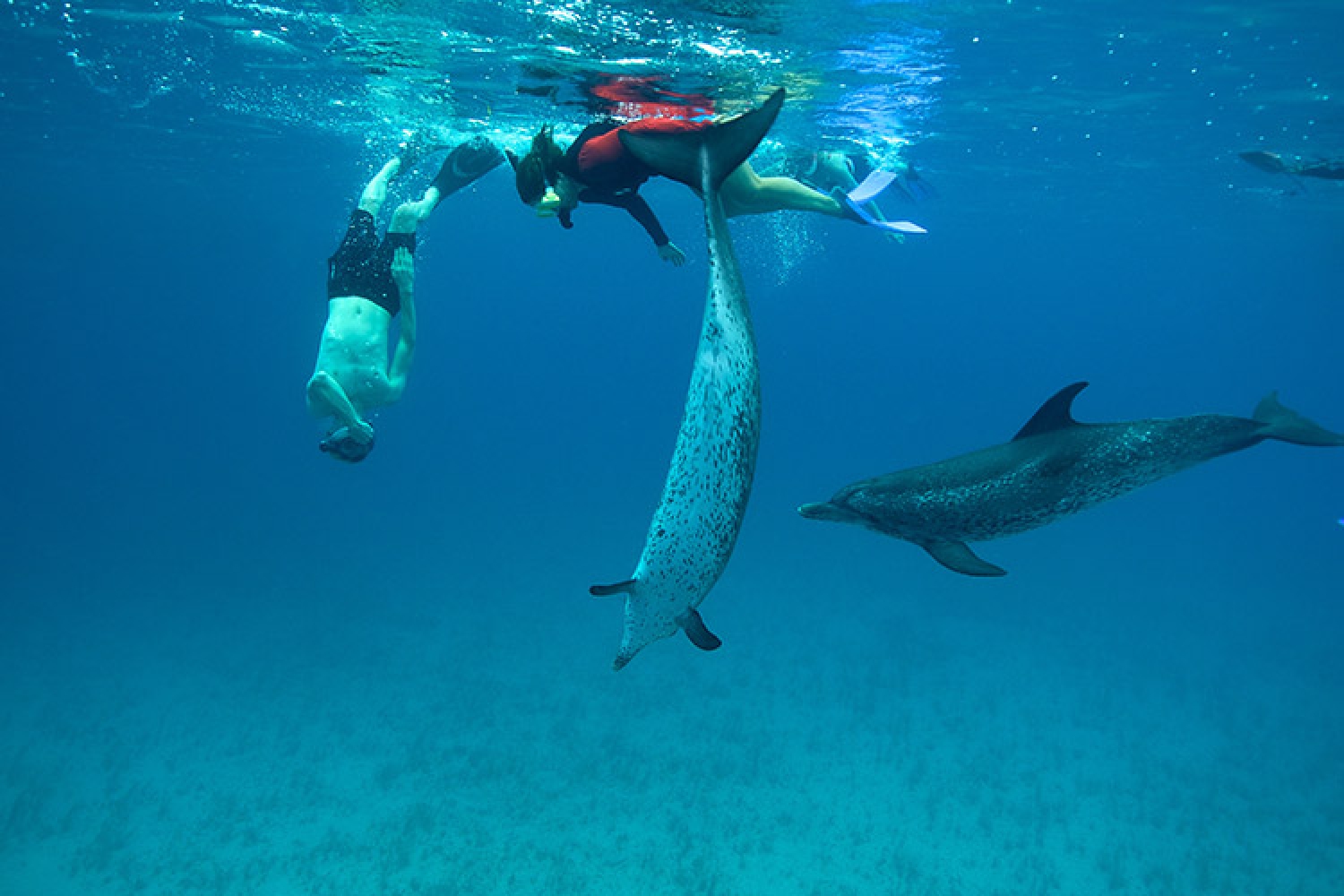 Schedule Dolphin Dates | WildQuest | Wild Dolphin Swims Bahamas
