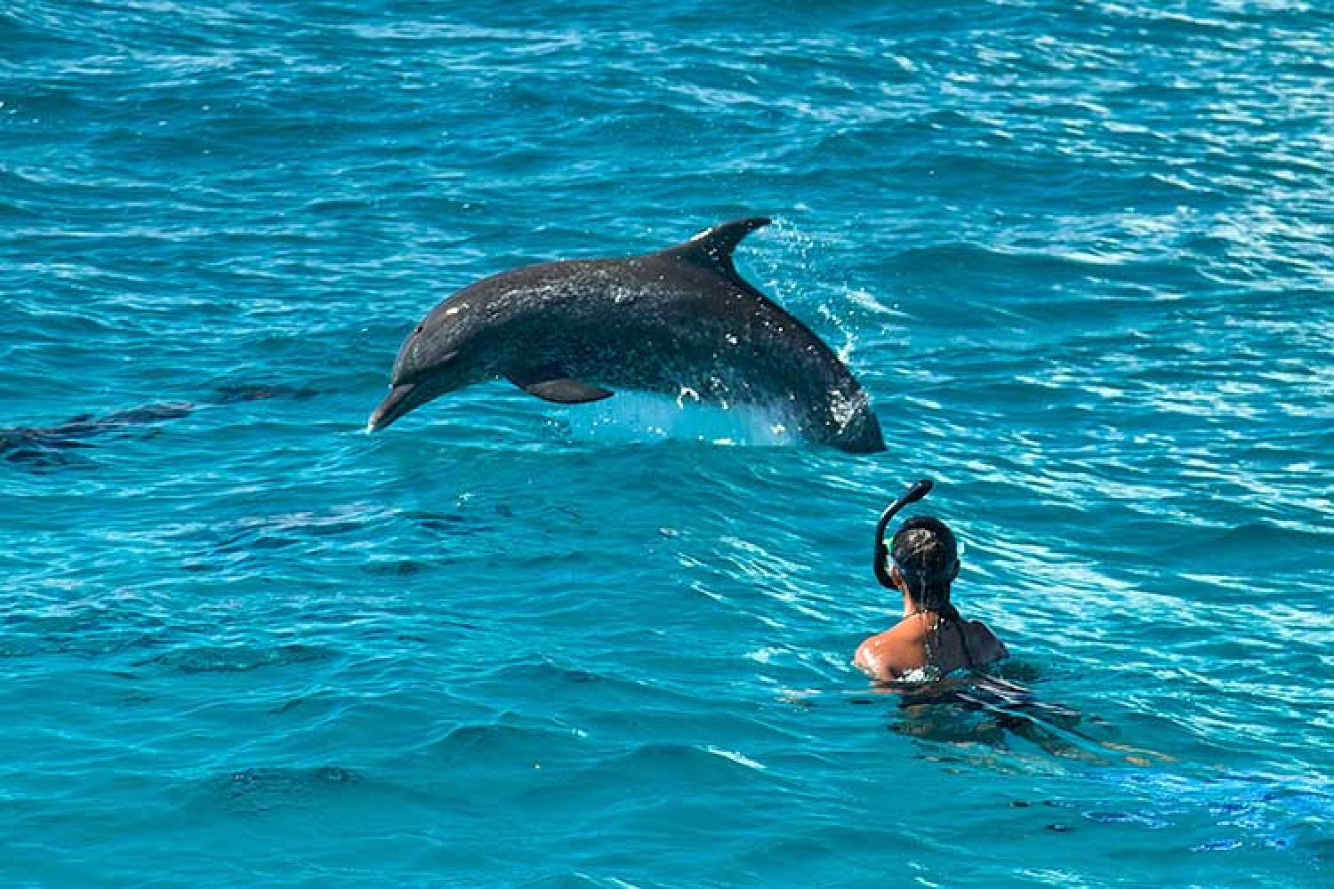 Schedule Dolphin Dates | WildQuest | Wild Dolphin Swims Bahamas