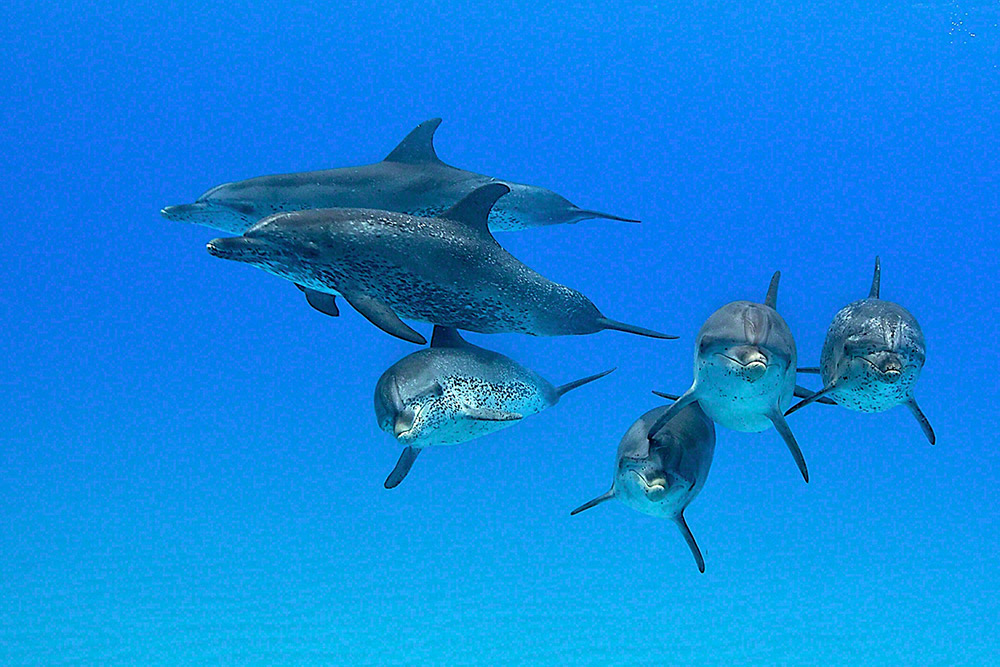 Facing the Dolphins - WildQuest | Wild Dolphin Swims Bahamas