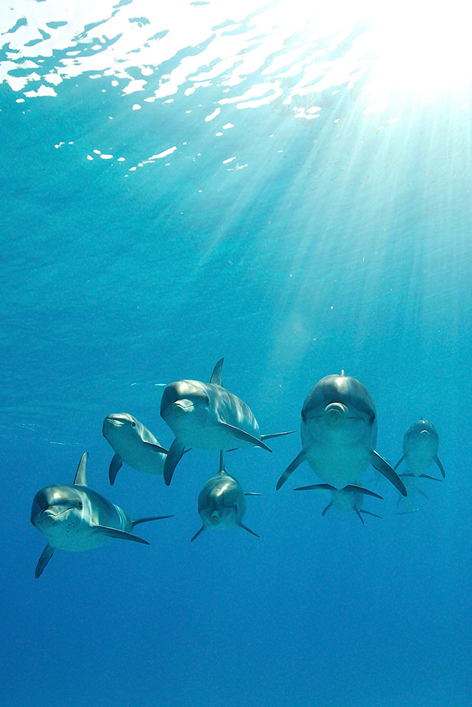 Flying Dolphins - WildQuest | Wild Dolphin Swims Bahamas