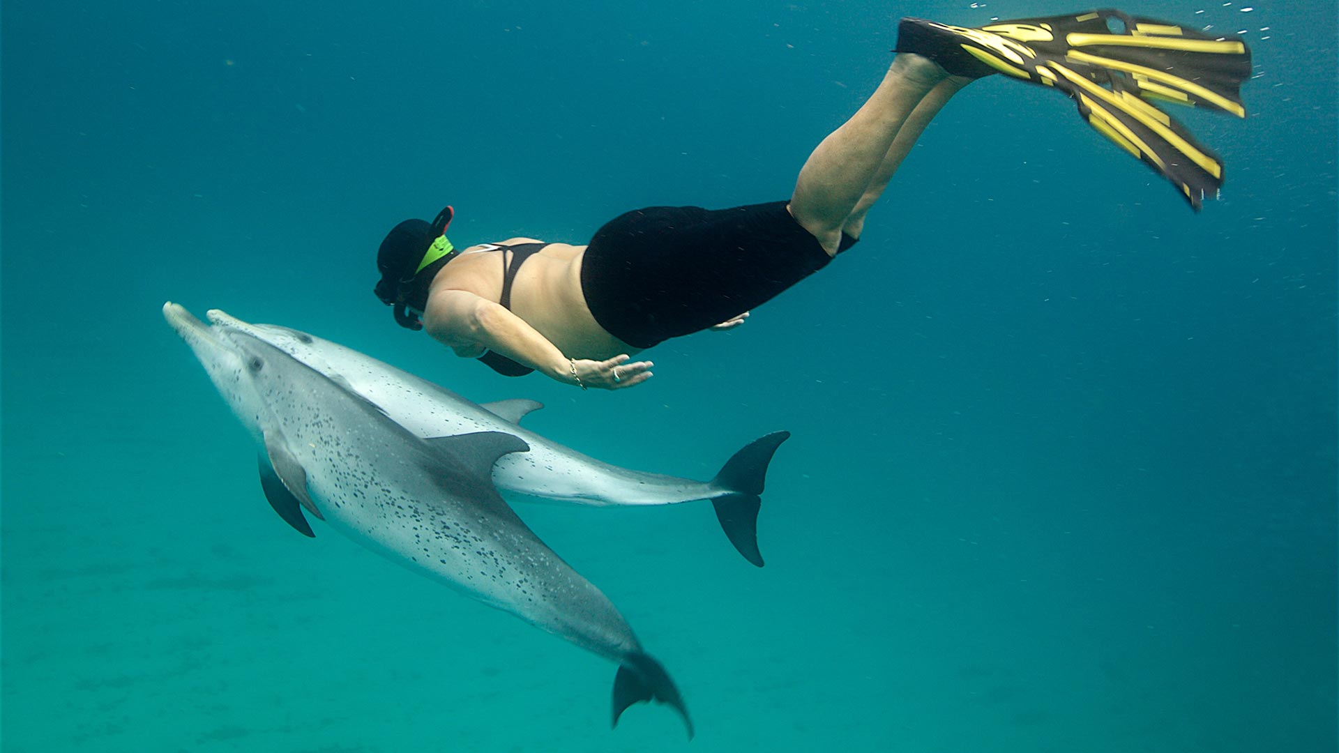 Dolphin Dance - WildQuest | Wild Dolphin Swims Bahamas