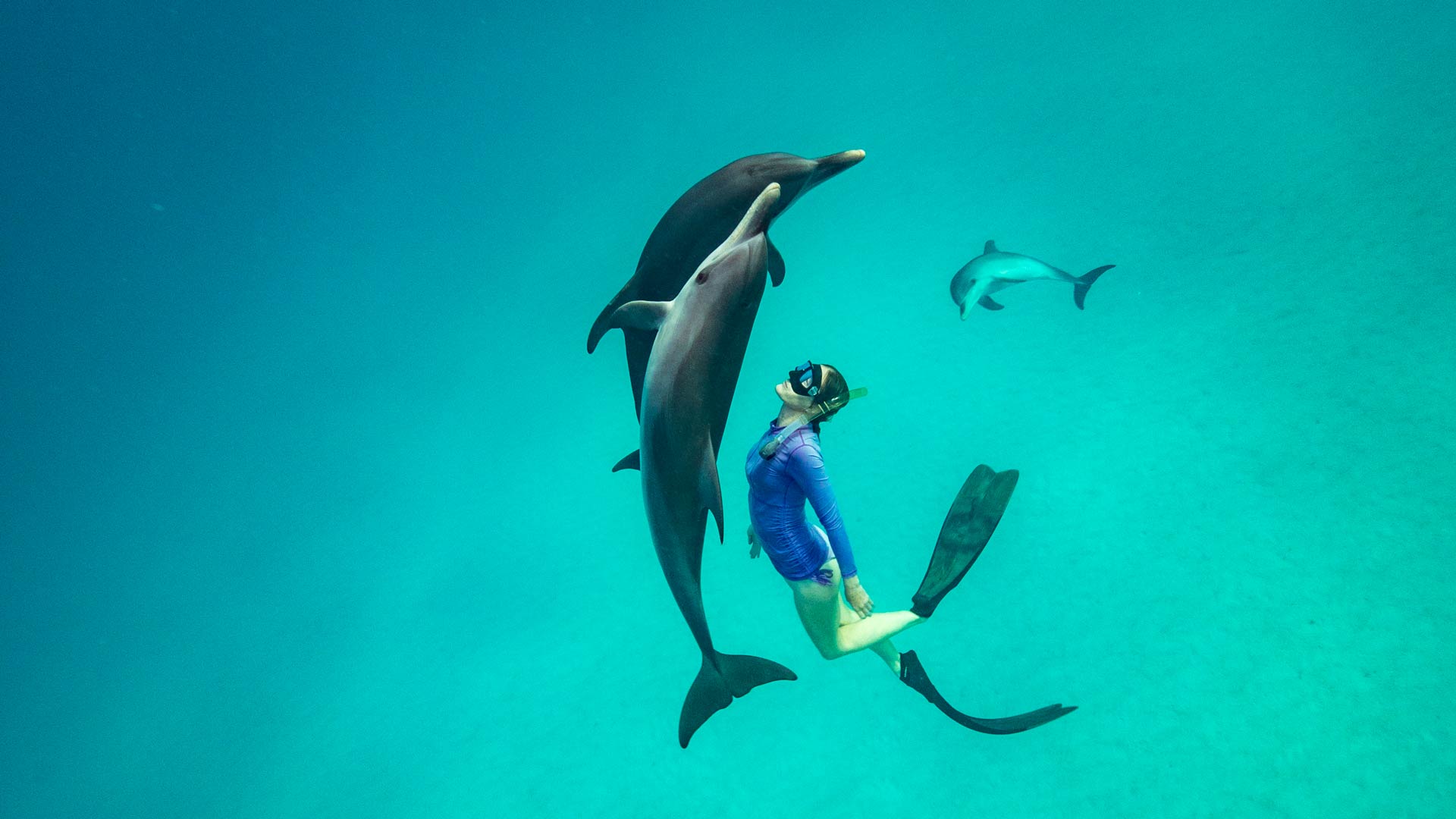 Dolphin Dance - WildQuest | Wild Dolphin Swims Bahamas