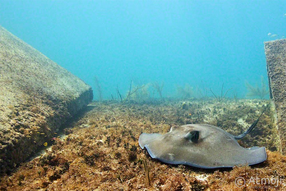 Southern Stingray - WildQuest | Wild Dolphin Swims Bahamas